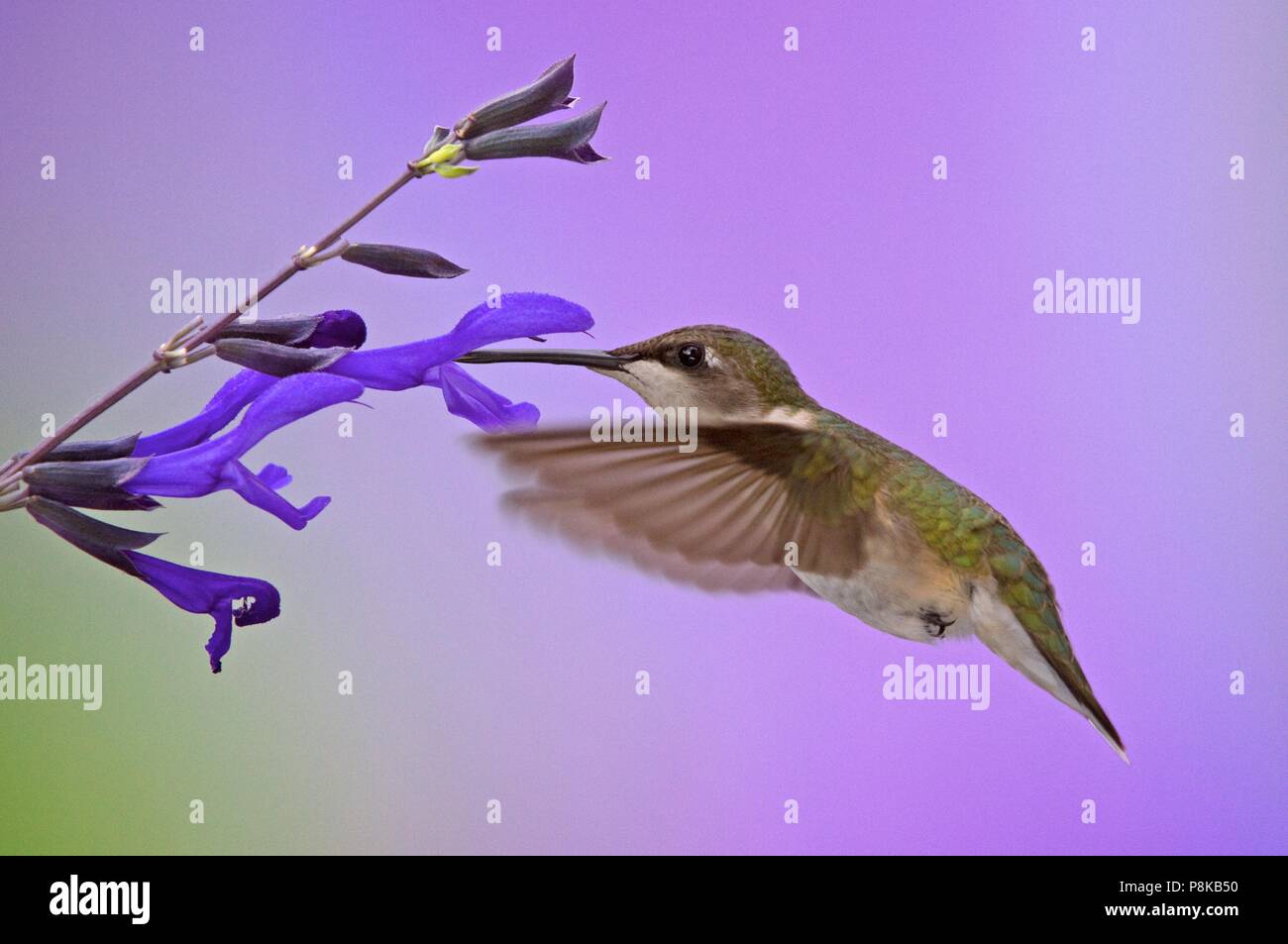 Female blue throated hummingbird hi-res stock photography and images ...