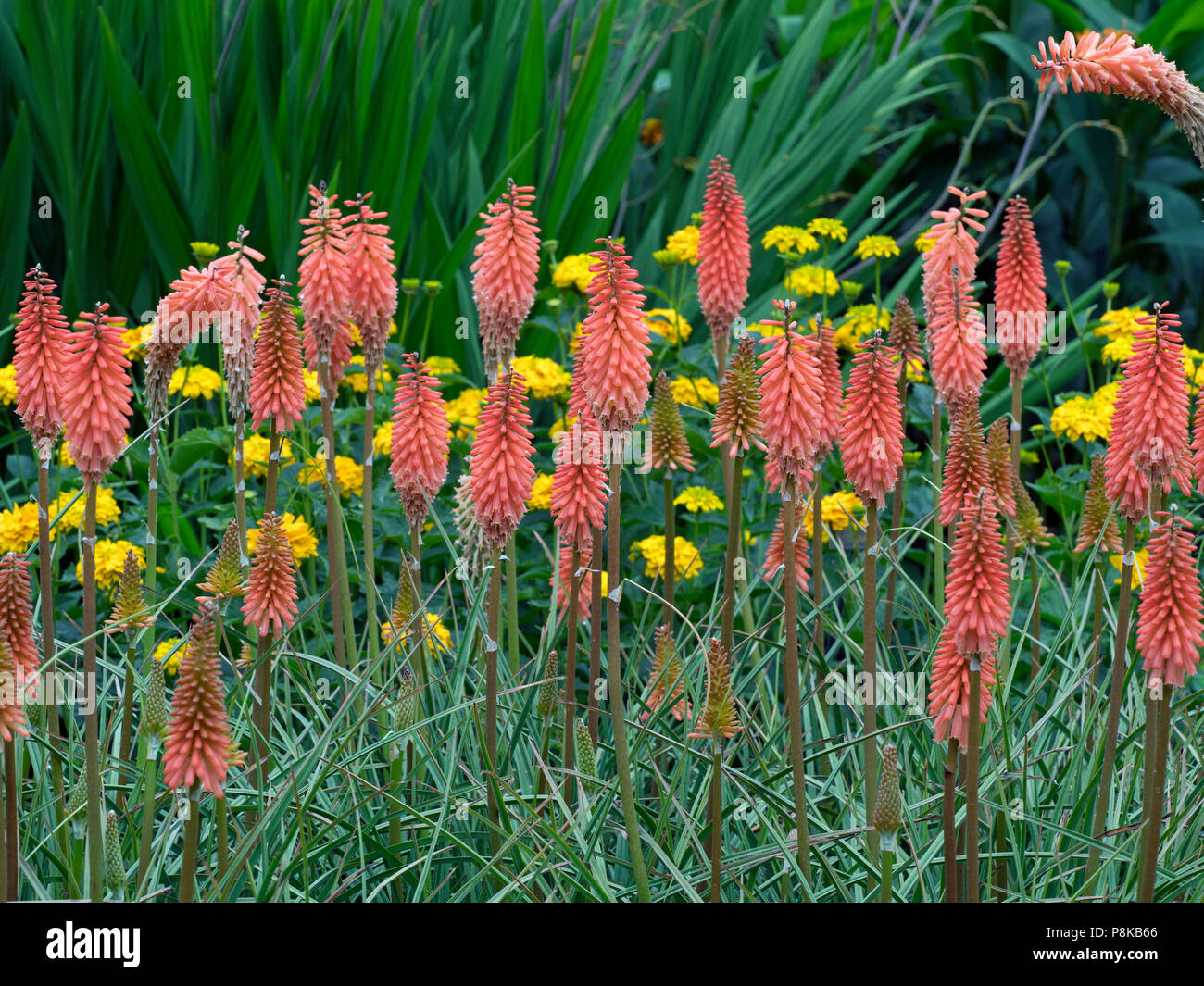 Kniphofia 'Timothy' Red-hot poker 'Timothy' in garden border Stock ...