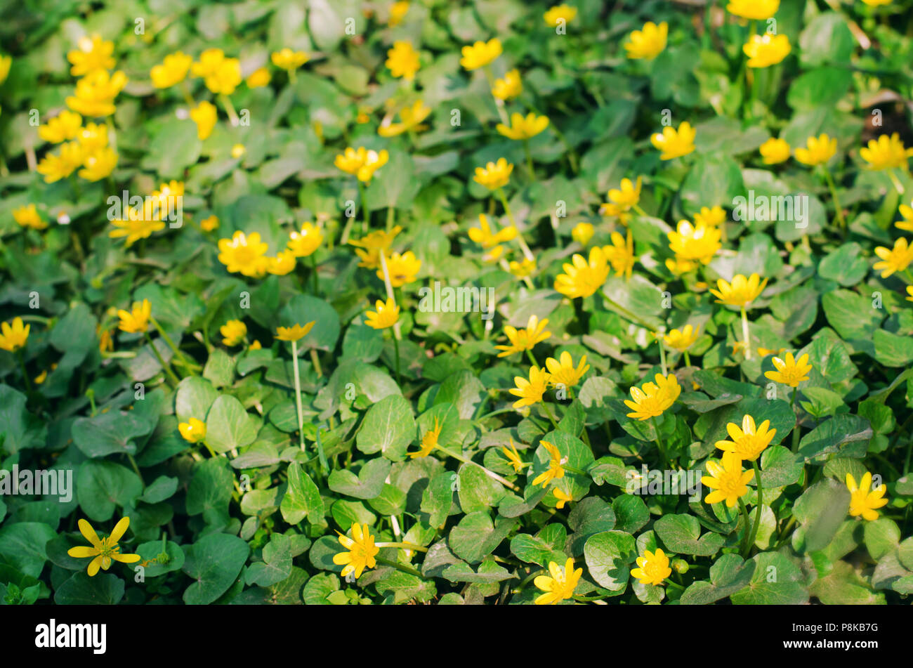 beautiful yellow spring flowers with green leaves, background for ...