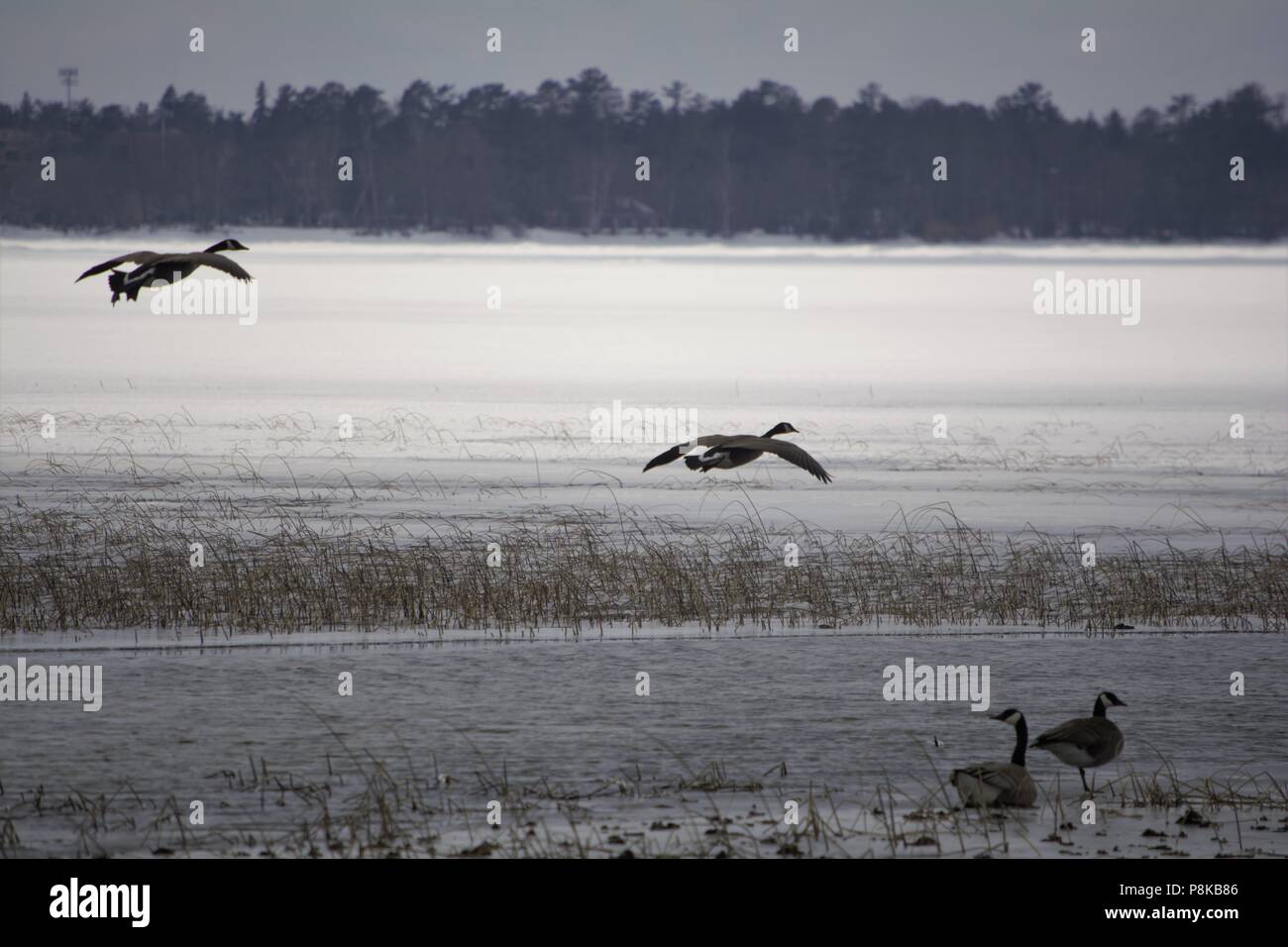 Branta canadensis (Canadian Geese) flying pair Stock Photo - Alamy