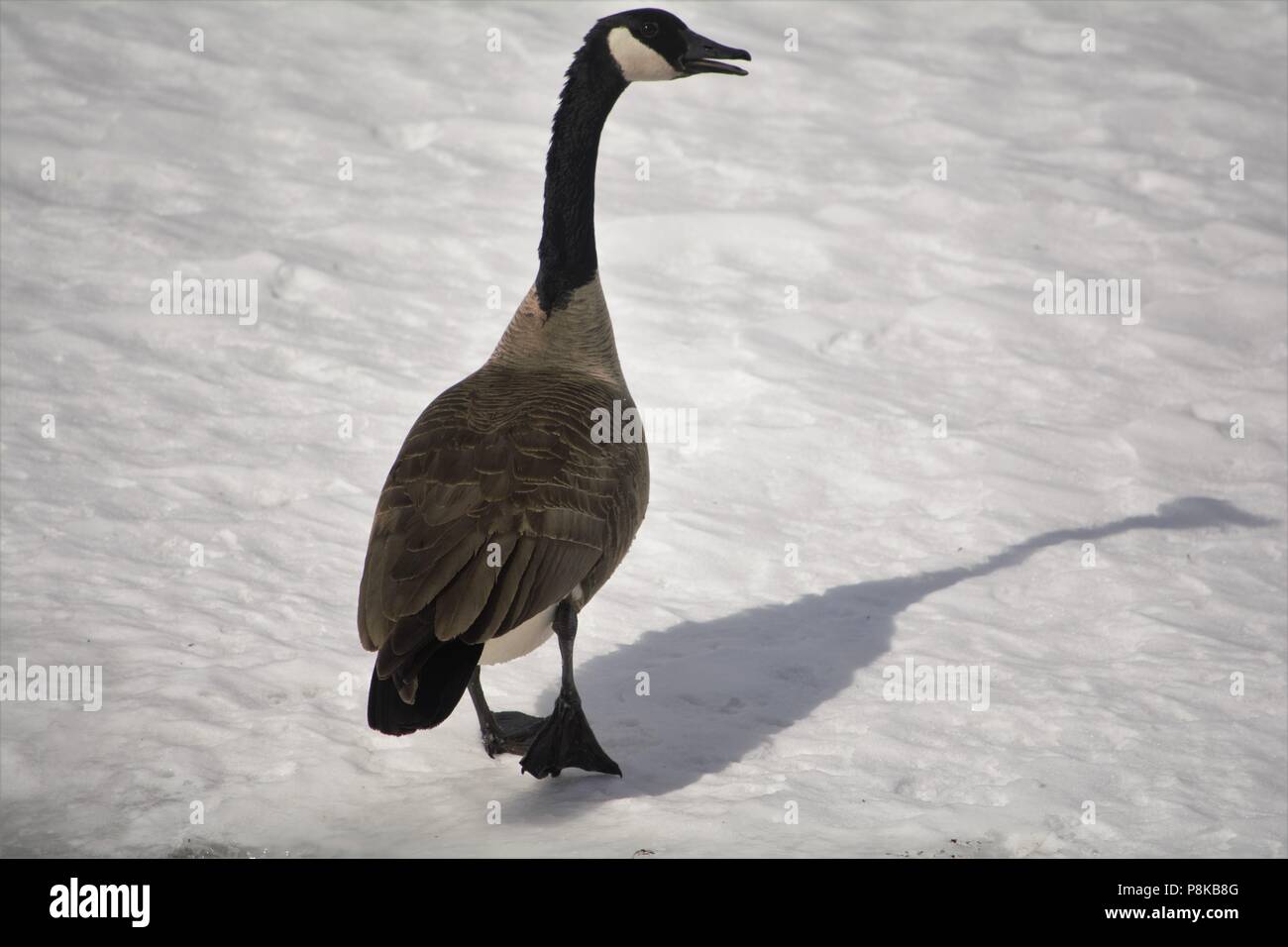 Canadian goose walking on snow hi-res stock photography and images - Alamy