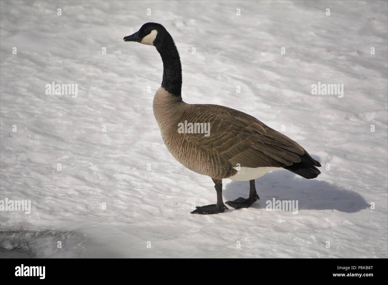 Branta canadensis (Canadian Goose Stock Photo - Alamy