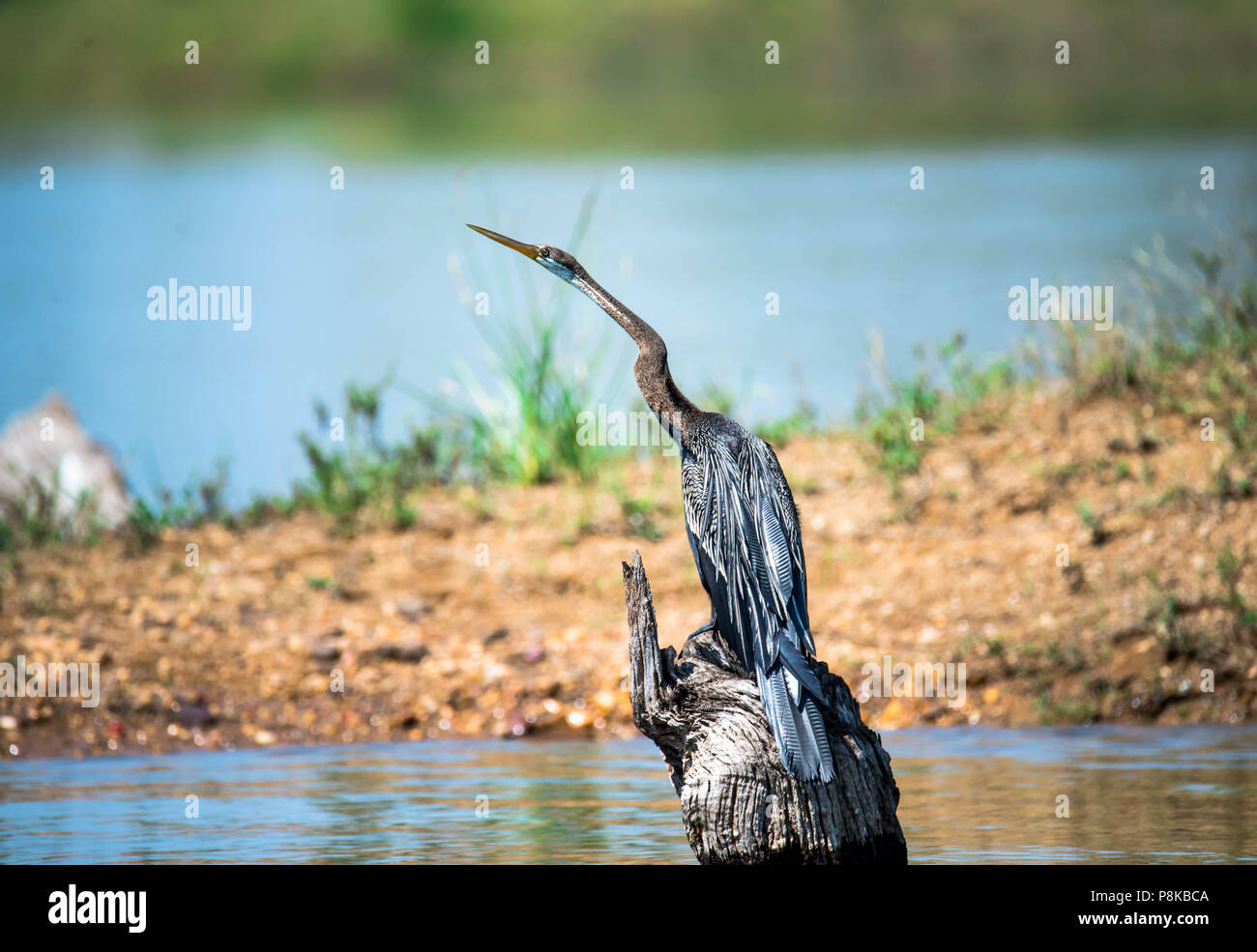 Darter - Snake Bird - Hunting Stock Photo - Alamy