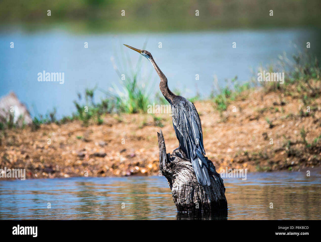 Female anhinga darter anhinga melanogaster hi-res stock photography and ...