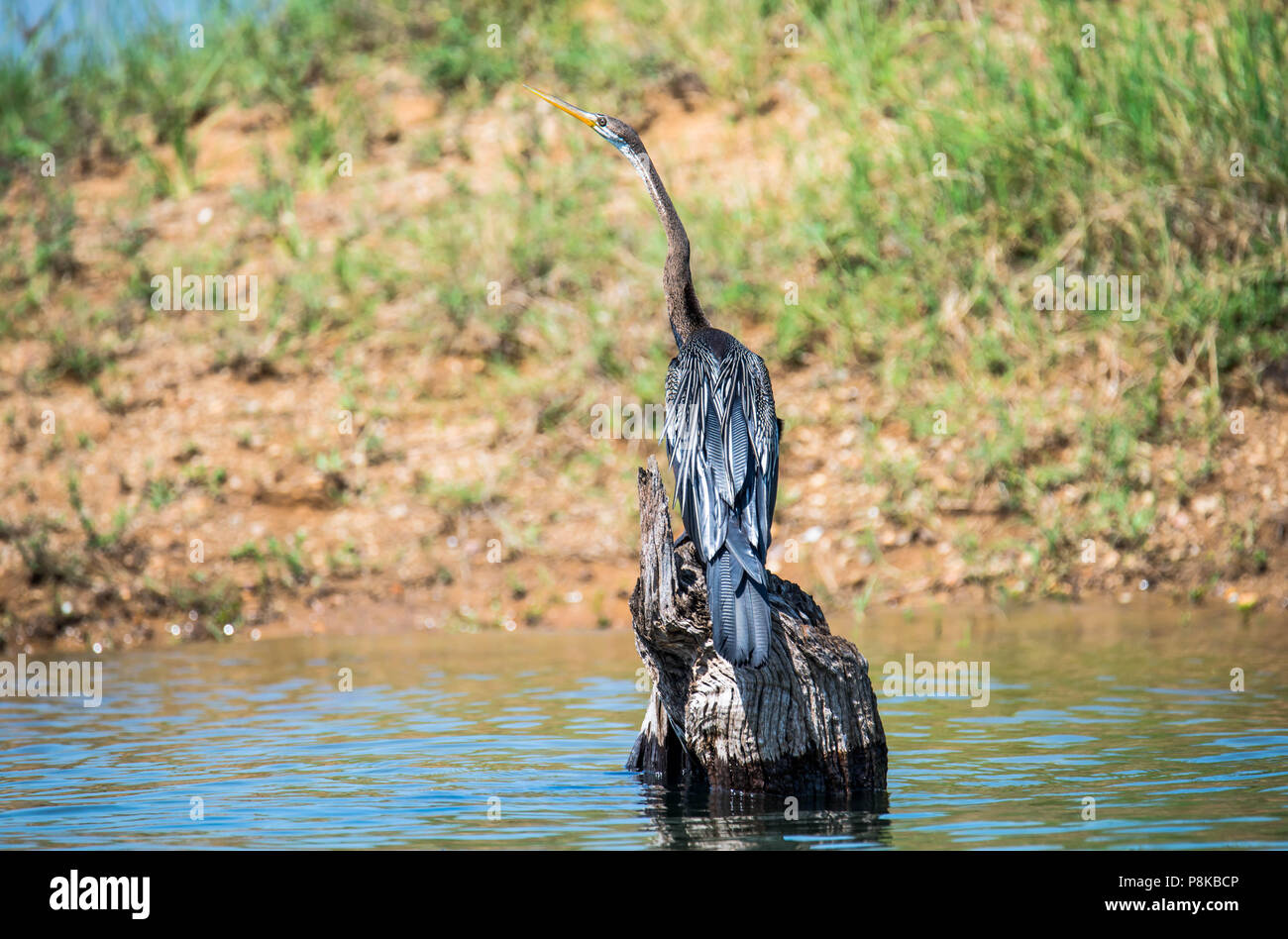 Thin snake like neck hi-res stock photography and images - Alamy