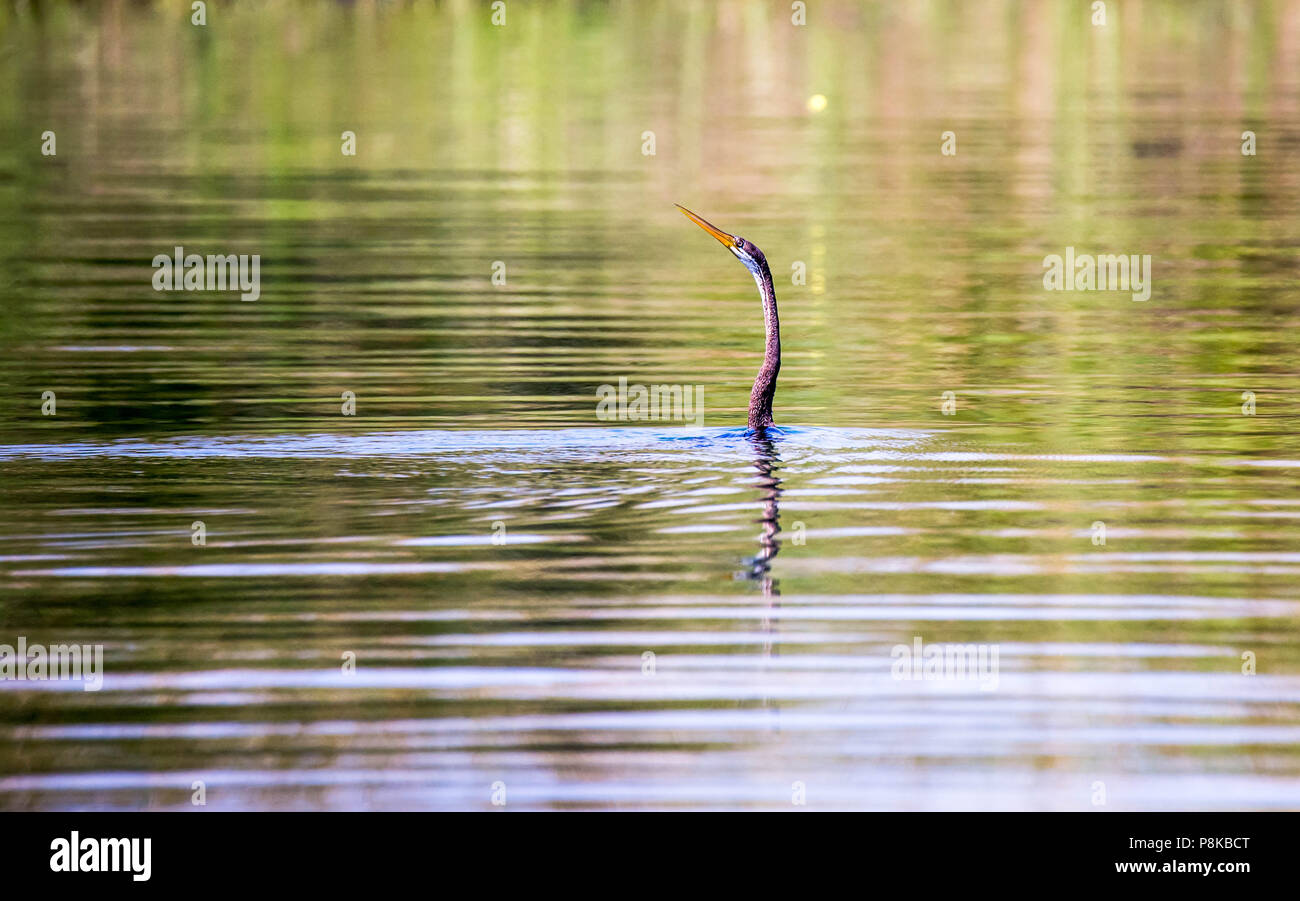 Darter - Snake Bird - Hunting Stock Photo - Alamy