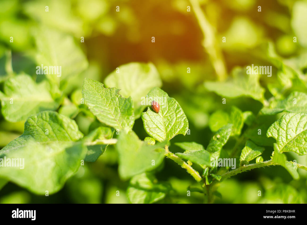 The Colorado potato beetles (Leptinotarsa decemlineata) on a close-up ...