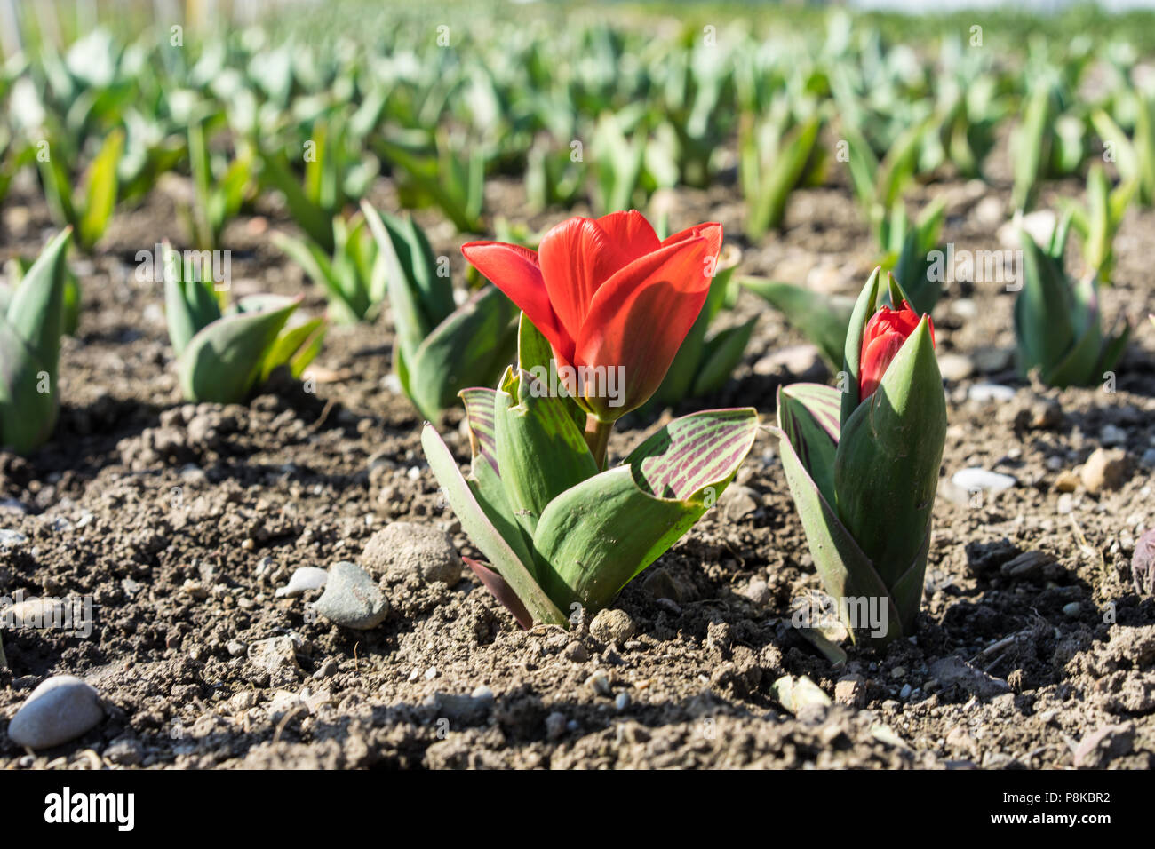 Growing beet seedlings red flower. Young, sprouted beet with brown ...