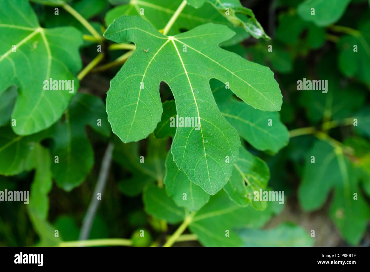single fig moraceae leaf close up nice green in park outdoor Stock ...