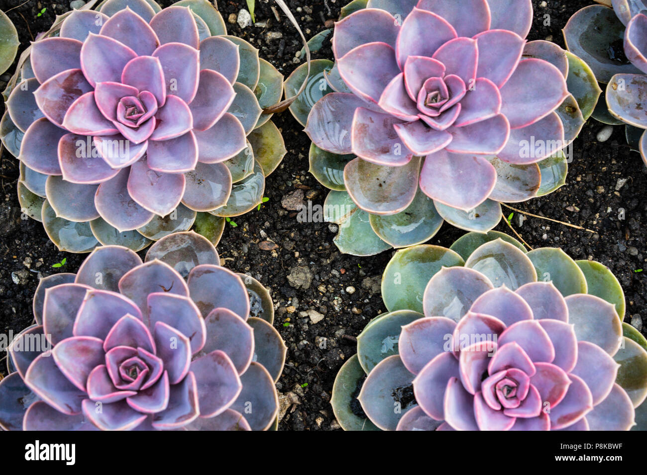 lilac violet plant flower agriculture close up design view industrial ...