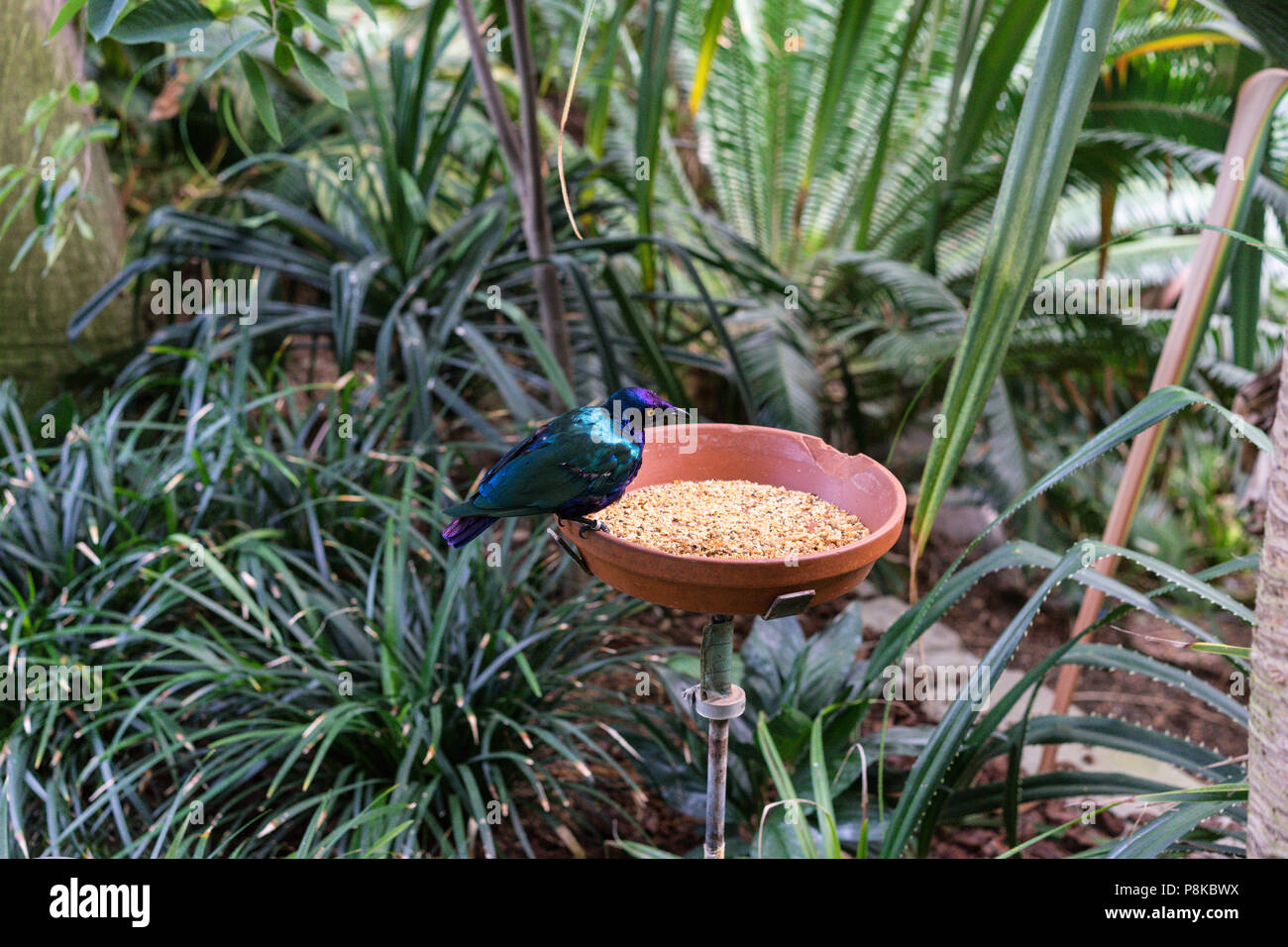 exotic tropical bird with food next to jungle plants and leaves close ...