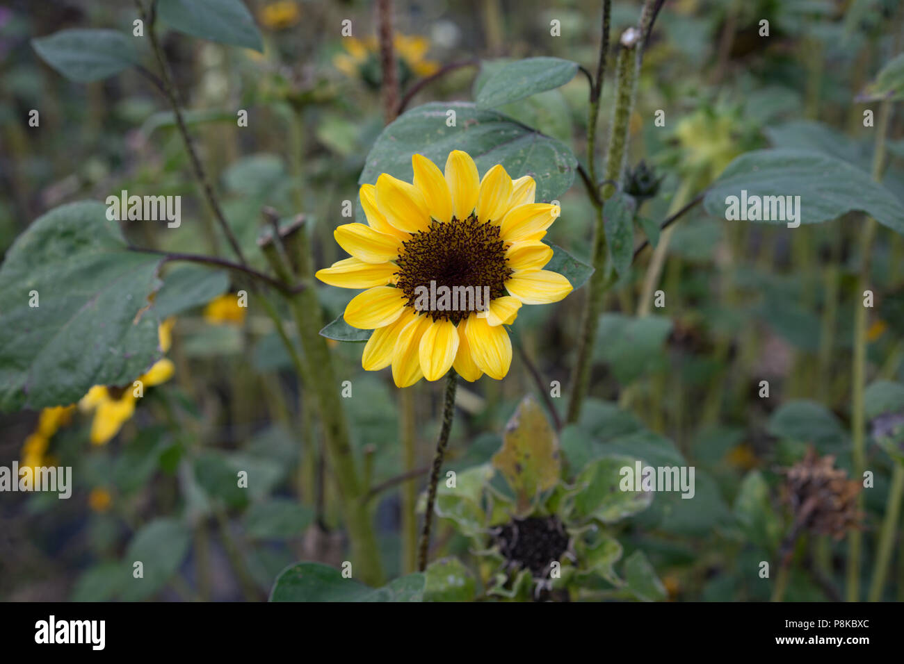 single sunflower in autumn in sunflower field close up mood picture ...