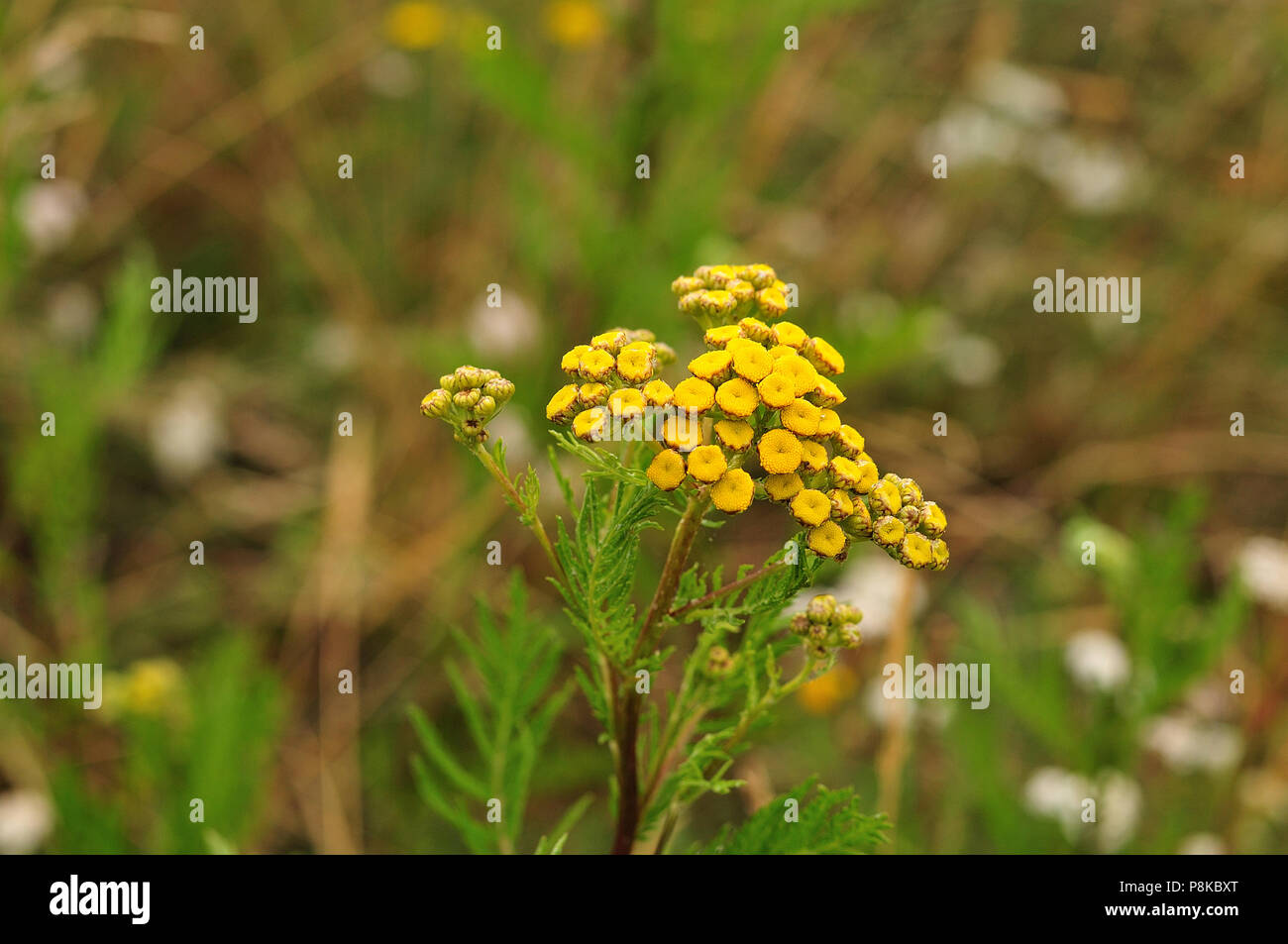 flowers of tanacetum vulgare, tansy, a perennial plant and herbal ...