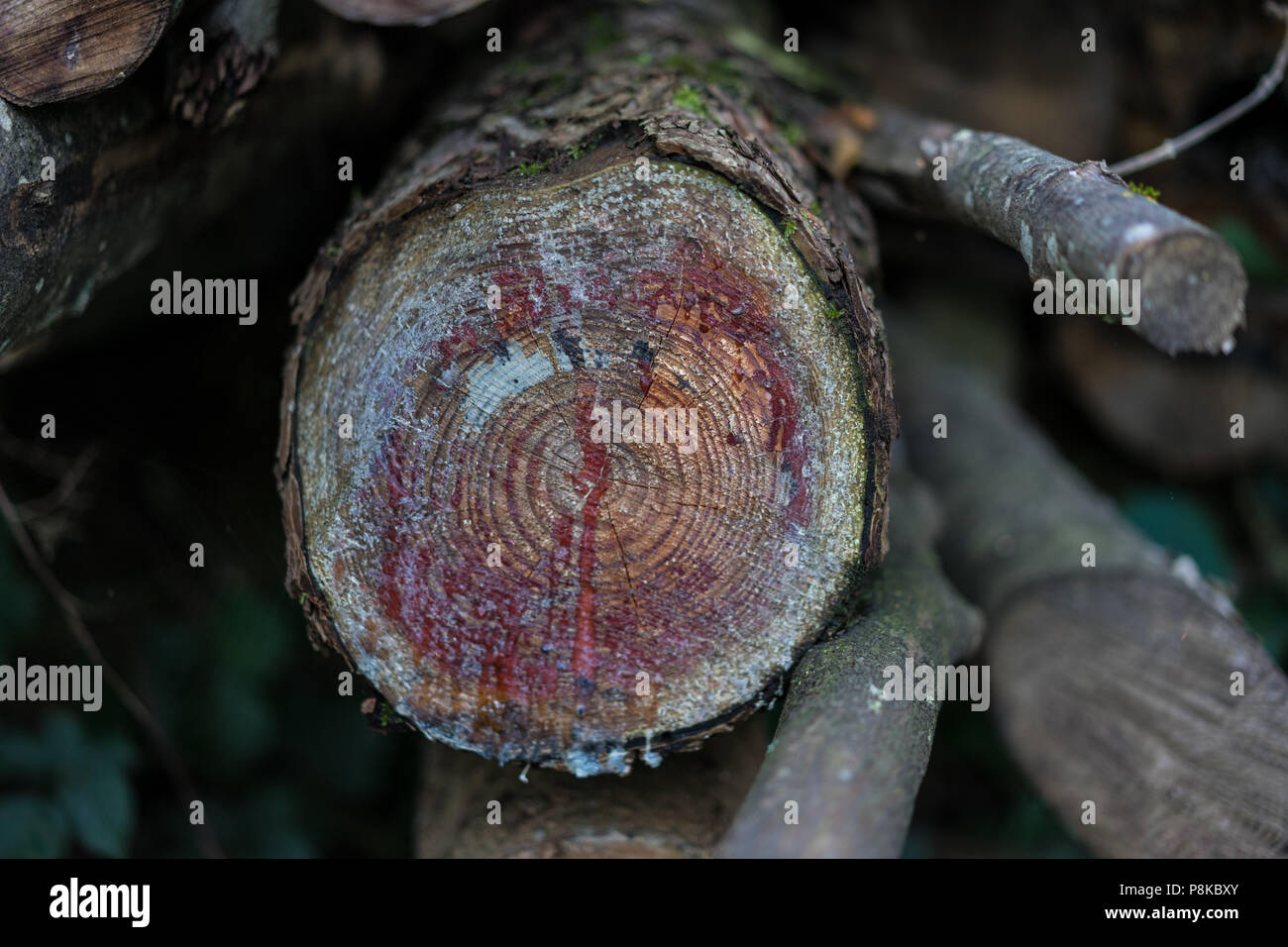 Wooden tree trunk close up front view structure forest timber Stock ...