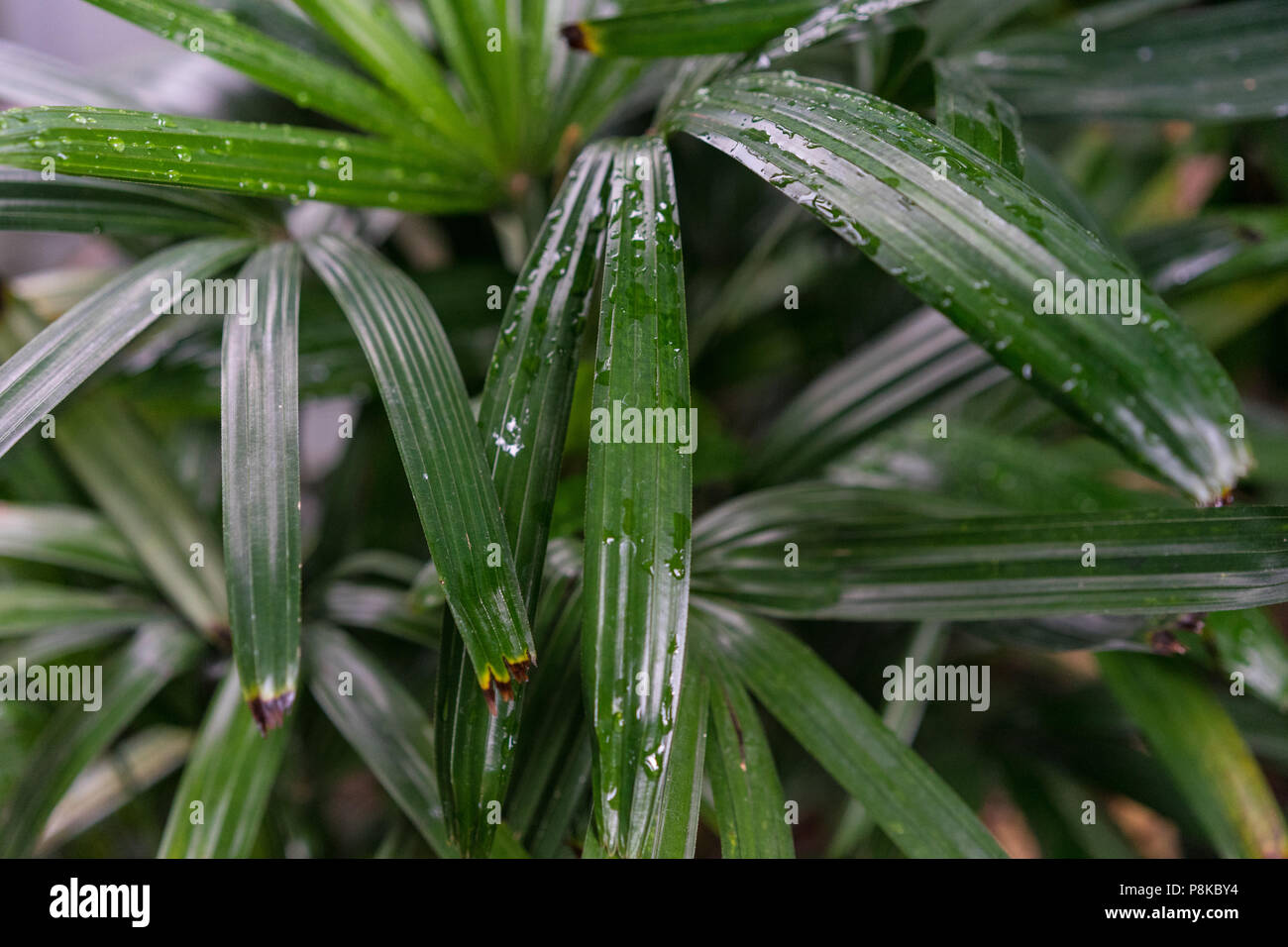 rhapis excelsa arecaceae plant leaf from south east asia tropical Stock ...