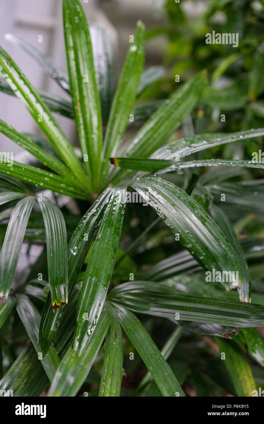 rhapis excelsa arecaceae plant leaf from south east asia tropical Stock ...