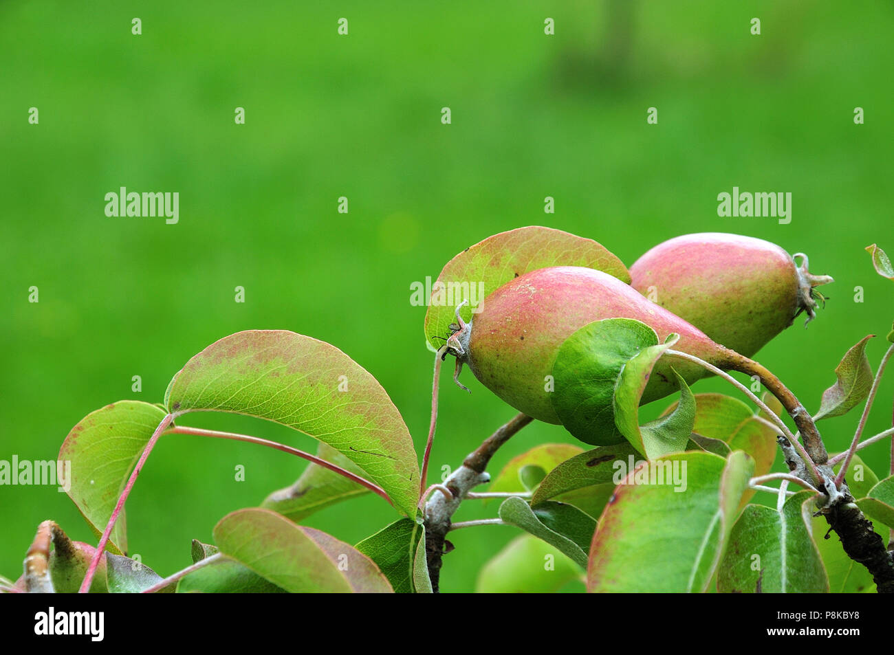 pear tree in orchard with cultivar fruits countess of Paris growing at ...