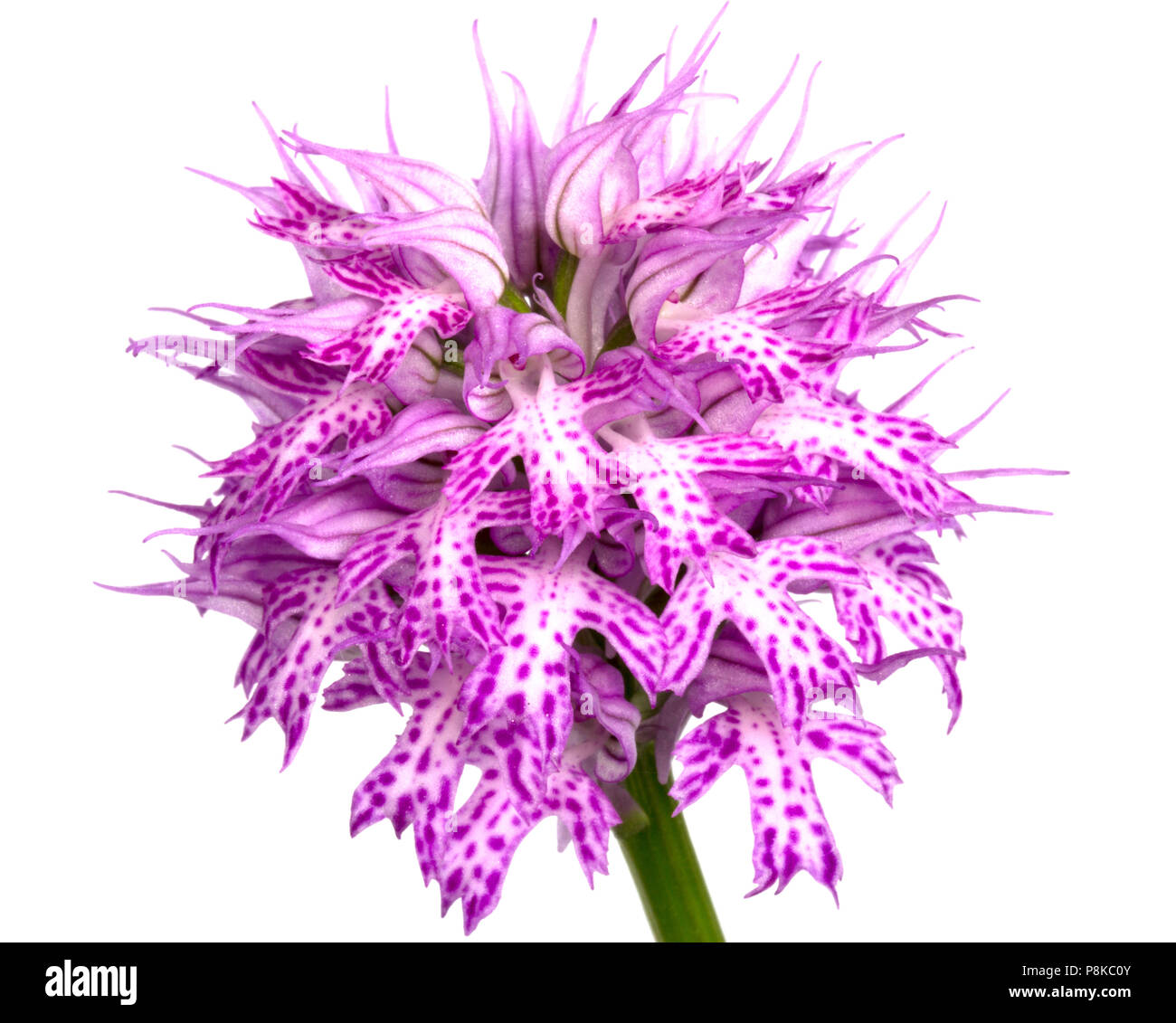 Most beautiful orchid hi-res stock photography and images - Alamy