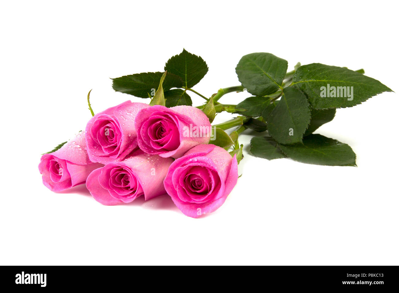 Five leaf roses hi-res stock photography and images - Alamy