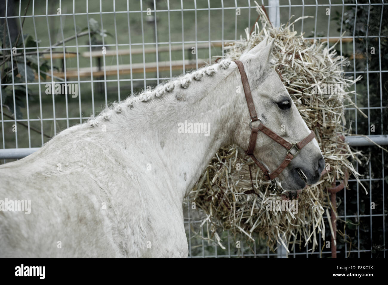 horse in farm Stock Photo - Alamy