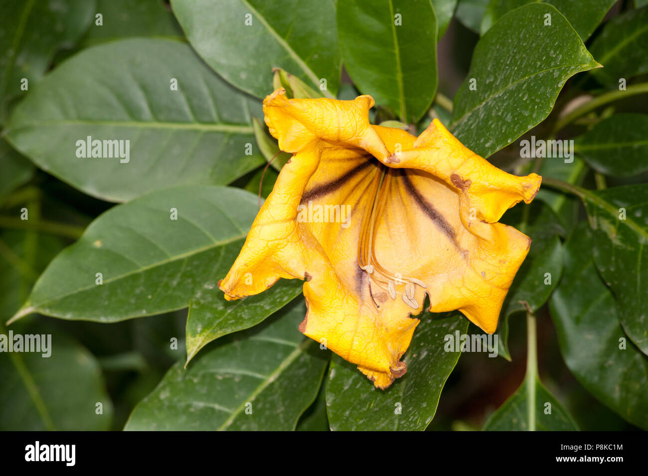 Yellow reed flower hi-res stock photography and images - Alamy