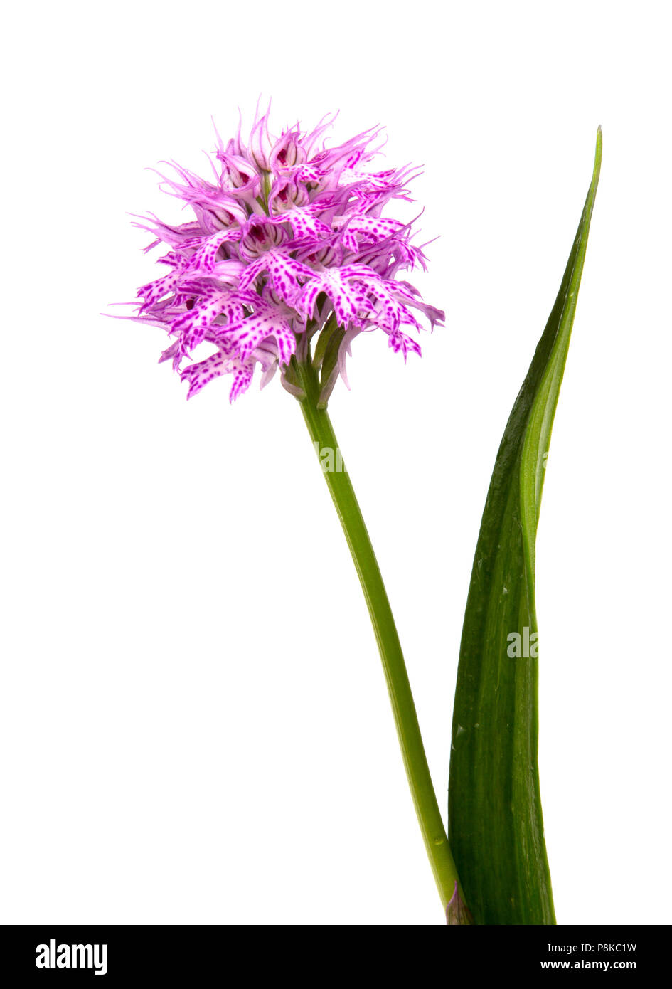 Bright vertical shot floral Cut Out Stock Images & Pictures - Alamy