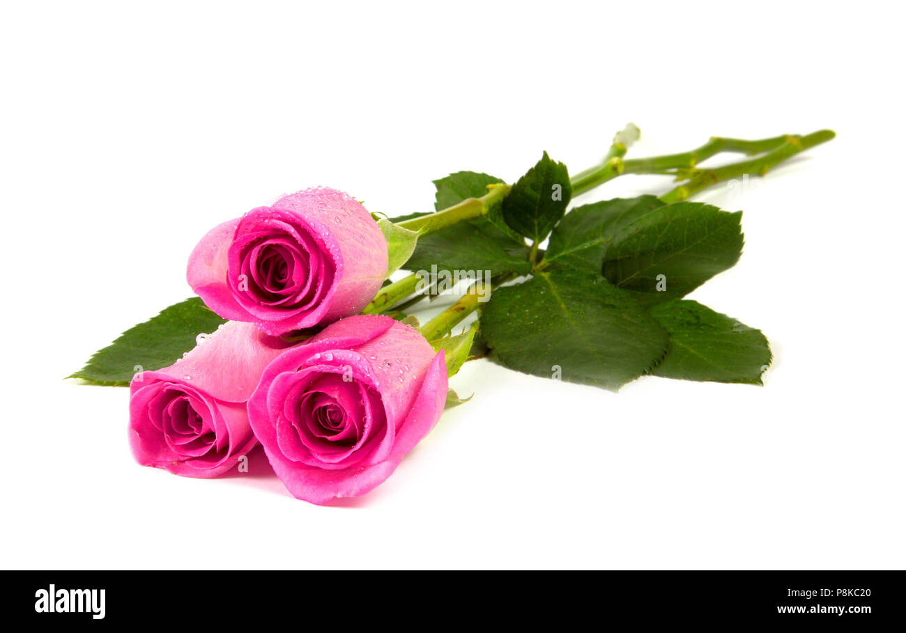 Beautiful three pink roses isolated hi-res stock photography and images ...