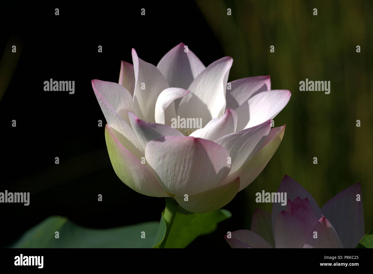 Summer lotus flower petals hi-res stock photography and images - Alamy
