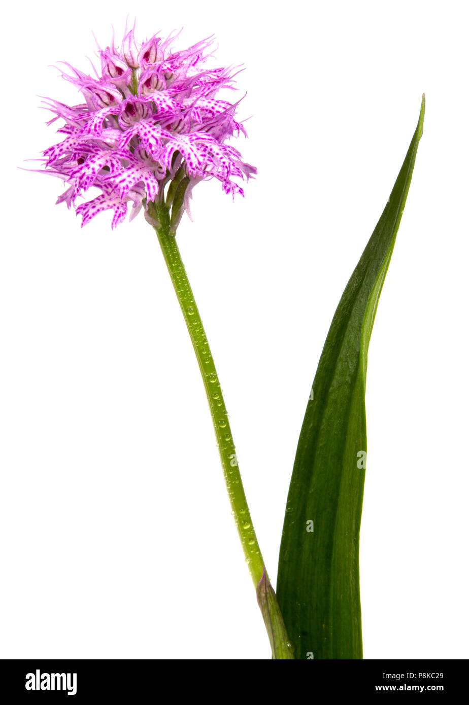 Most beautiful orchid hi-res stock photography and images - Alamy