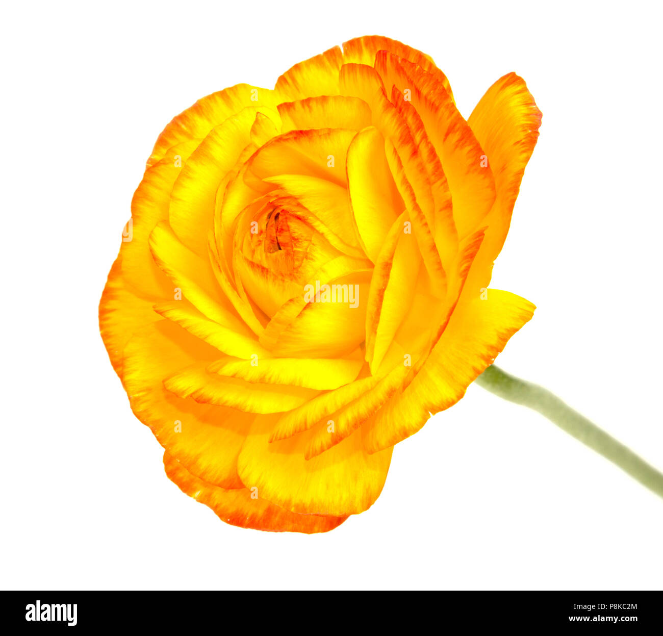 Single Flower Borders