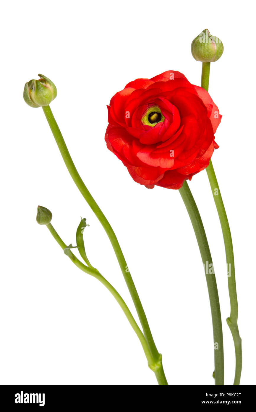 Beautiful single flower hi-res stock photography and images - Alamy