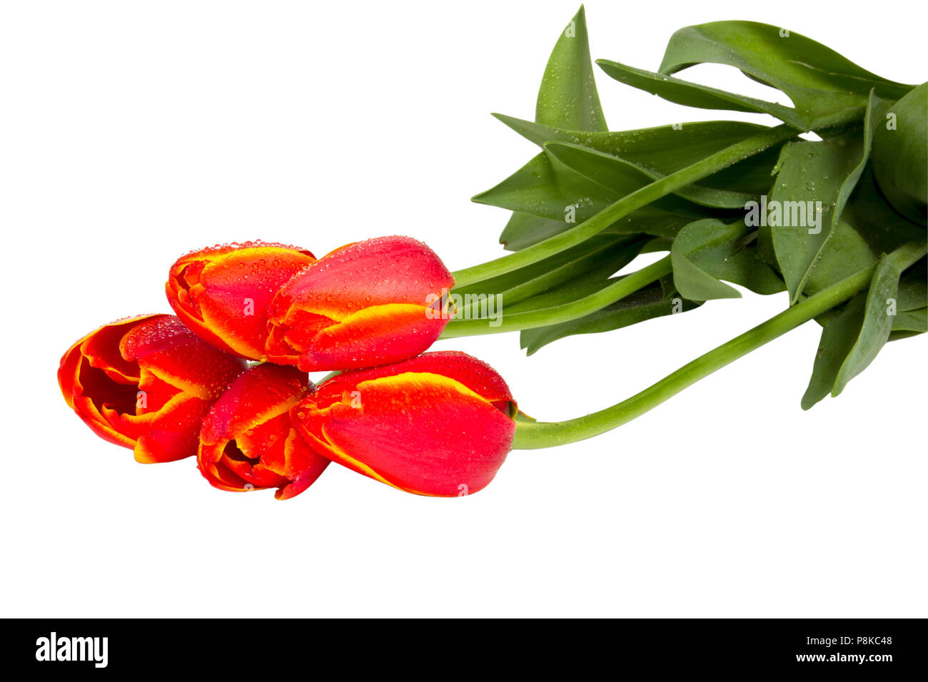 Five red tulips isolated on white background closeup shot Stock Photo ...