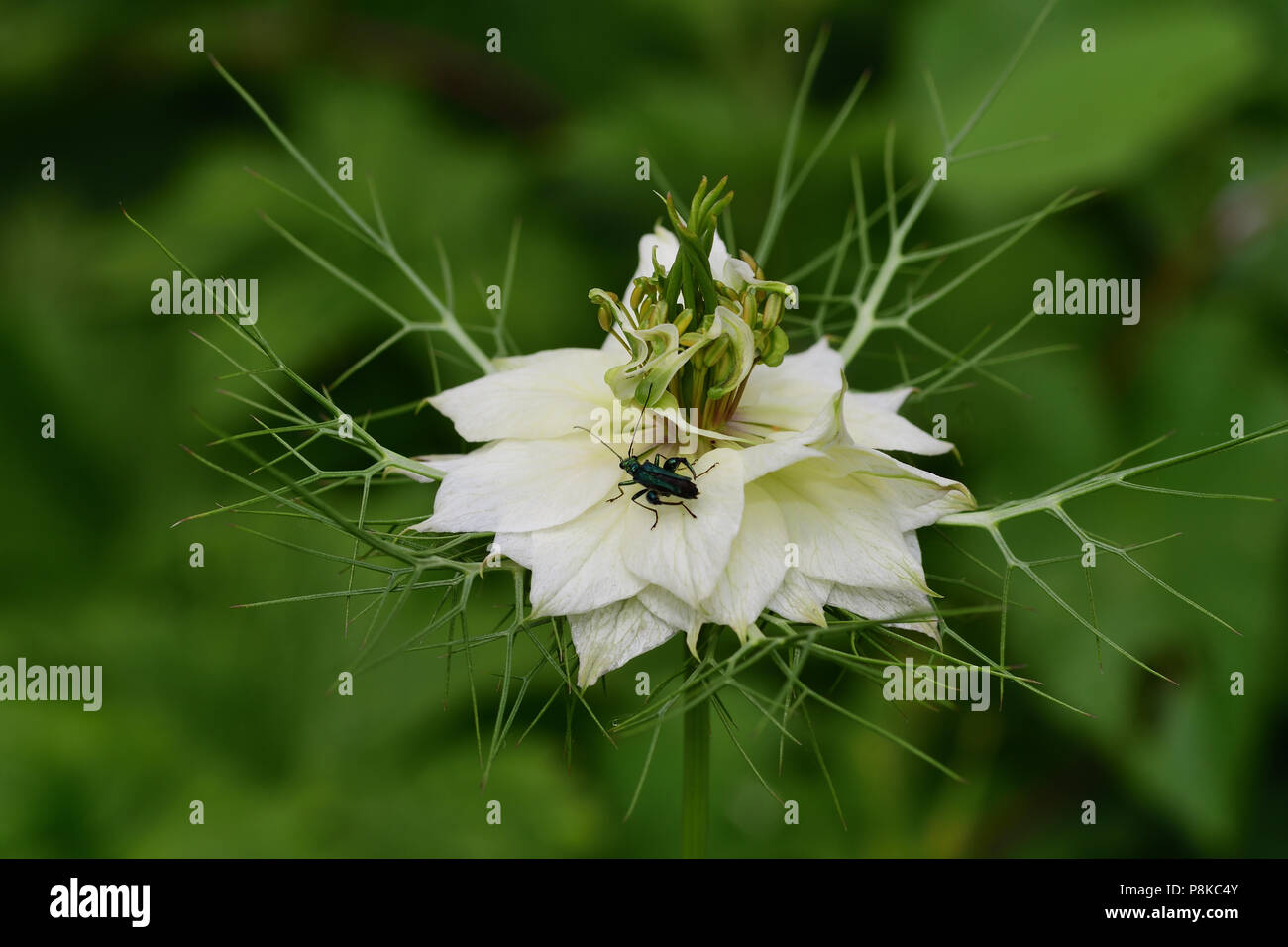 Beautiful white devil hi-res stock photography and images - Alamy