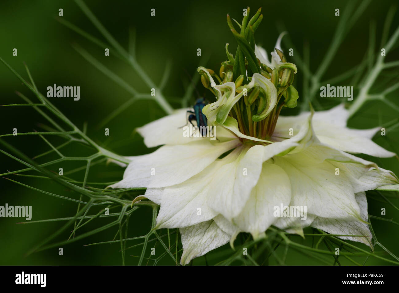 Close up of a white devil in the bush flower in bloom Stock Photo - Alamy
