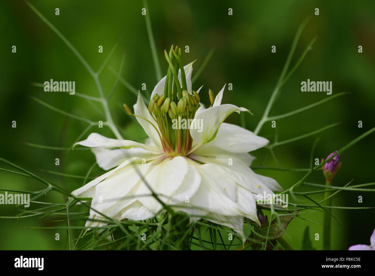 Beautiful white devil hi-res stock photography and images - Alamy
