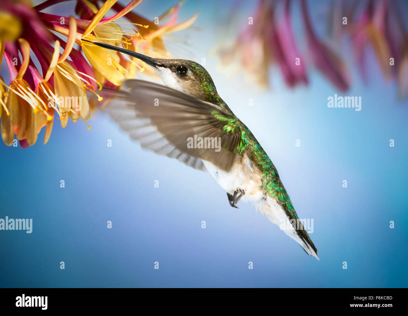 Little hummingbird drinking from hi-res stock photography and images ...