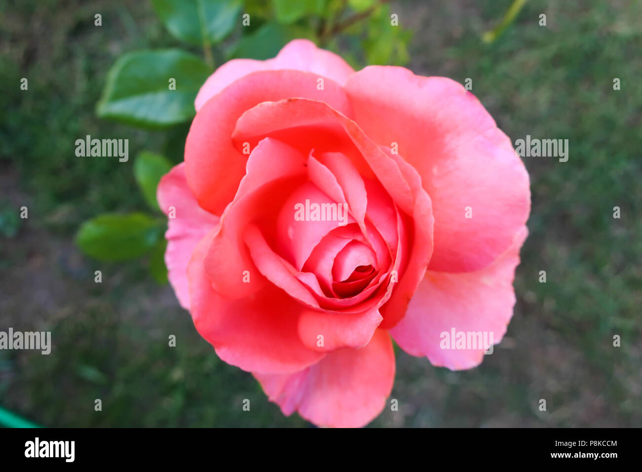 Pink hybrid tea rose Stock Photo - Alamy
