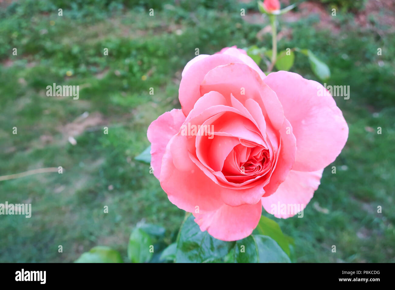 Pink hybrid tea rose Stock Photo - Alamy