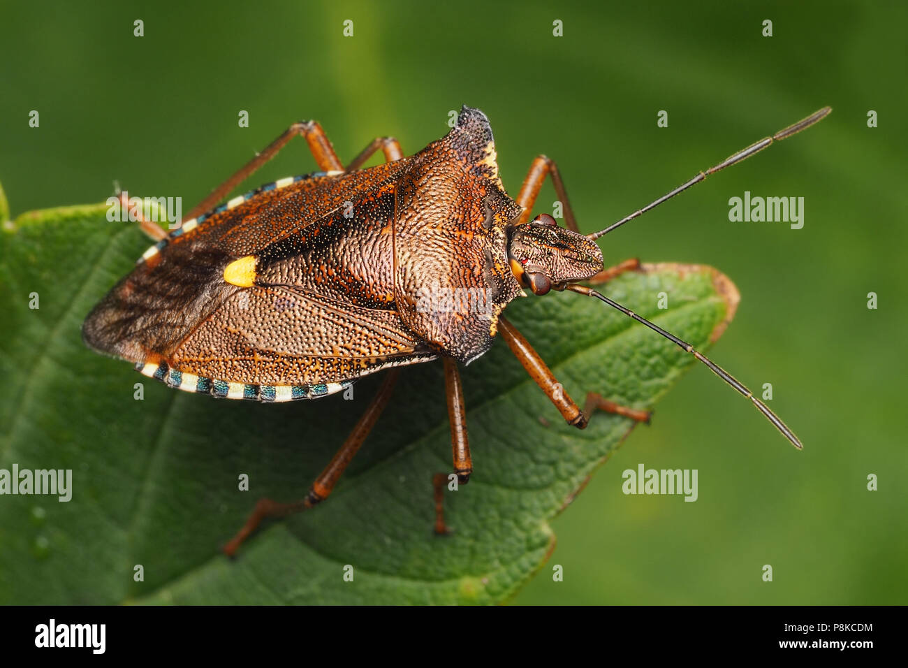 Forest shieldbug resting on sycamore leaf hi-res stock photography and ...