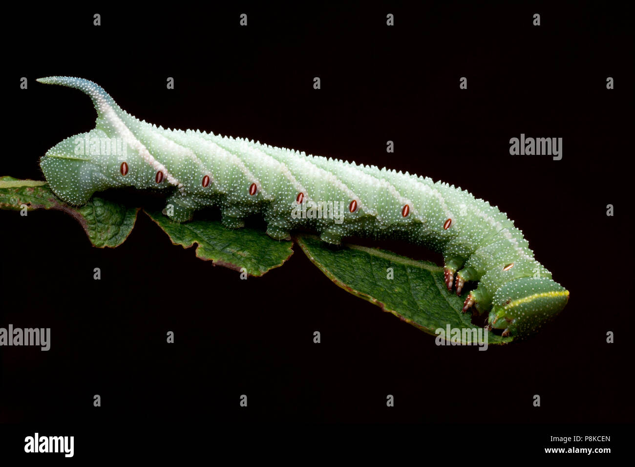 Eyed hawk moth larvae hi-res stock photography and images - Alamy