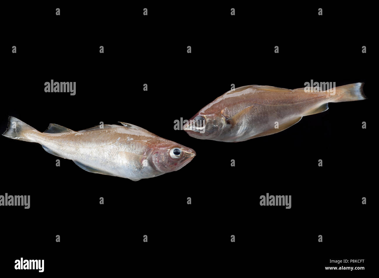 Pouting identify hi-res stock photography and images - Alamy