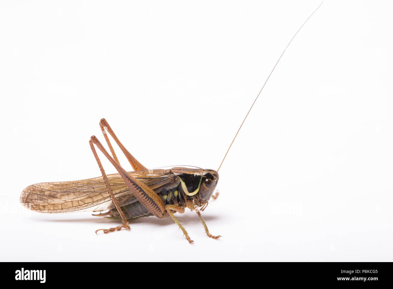 M roesellii hi-res stock photography and images - Alamy