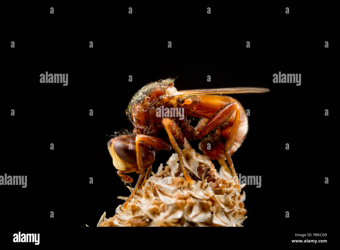 Myopa buccata hi-res stock photography and images - Alamy