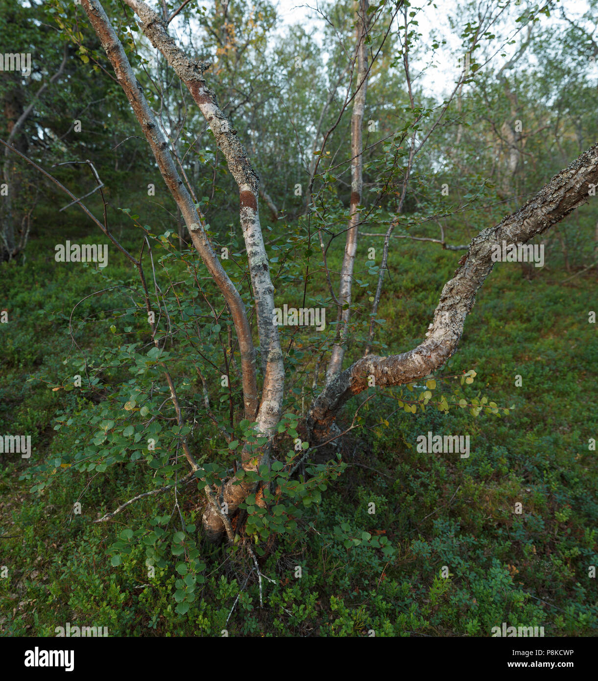 Polar forest. Birch and spruce Stock Photo - Alamy