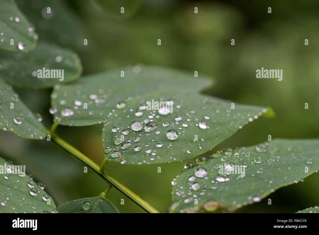 Locust tree water hi-res stock photography and images - Alamy