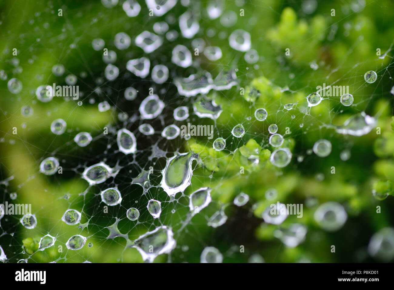 Water Drop Web Rain