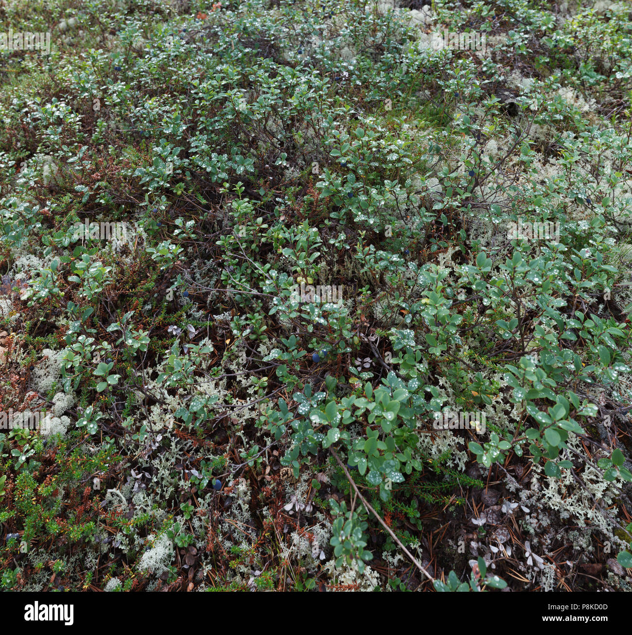 Coniferous forest blueberry bush hi-res stock photography and images ...