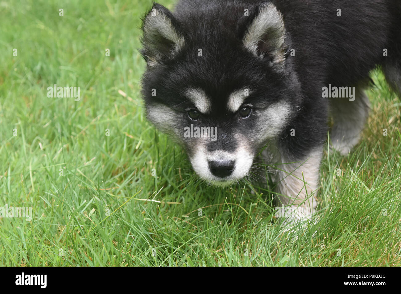 Purebred Siberian husky puppy looking up from the grass Stock Photo - Alamy