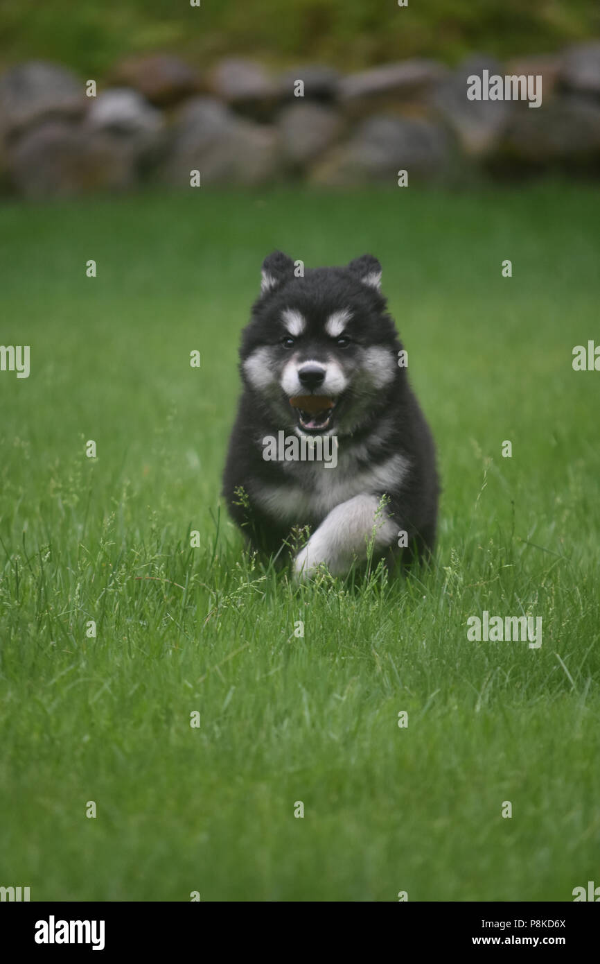 Awesome action shot of a happy husky puppy running Stock Photo - Alamy