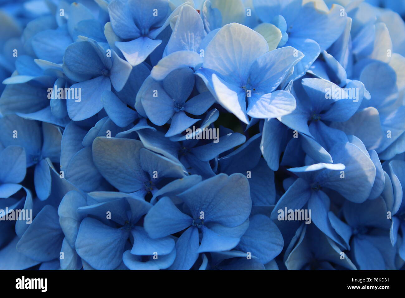 Aqua flower hi-res stock photography and images - Alamy